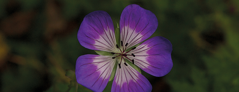 Geranium 'Sweet Heidi' - Hovenierscentrum De Briellaerd