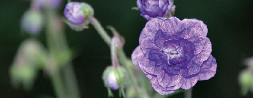 Geranium pratense 'Plenum Violaceum' - Hovenierscentrum De Briellaerd