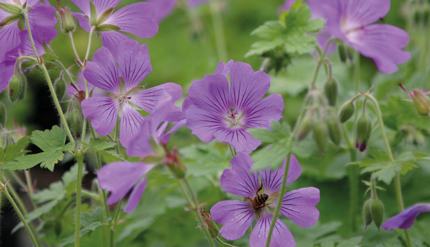 Geranium 'Sirak' - Hovenierscentrum De Briellaerd